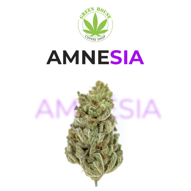 Amnesia CBD | Amnesia Haze CBD | Fleur de CBD puissante | GreenHouse